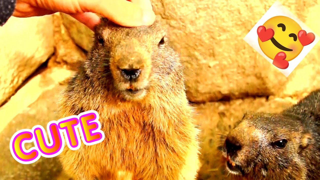 The CUTEST marmots. Les marmottes, Friendly marmot pyrénées , marmots ...