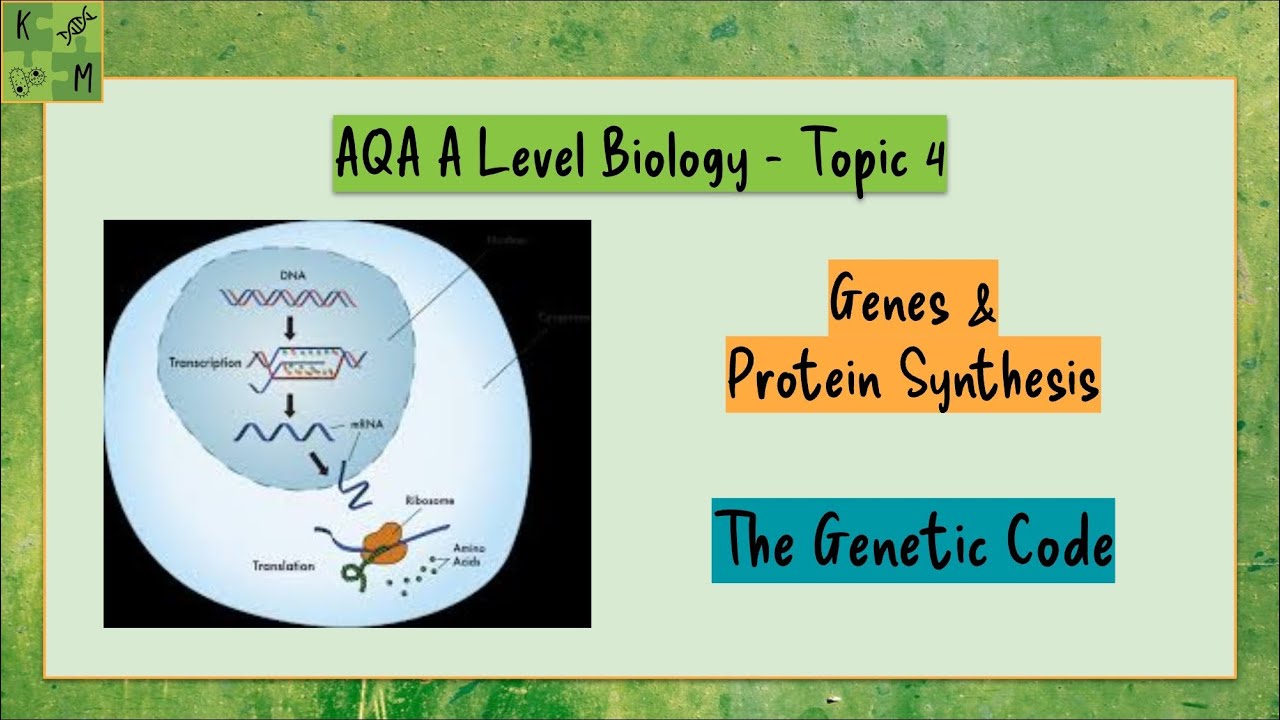 DNA & Protein Synthesis 04 - THE GENETIC CODE - AQA A level Biology ...
