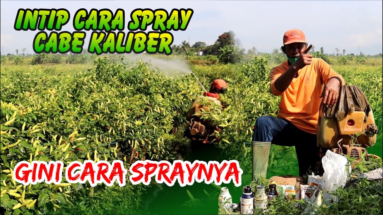 INTIP INTIP CARA SPRAY CABE KALIBER MBAH WITO - YouTube