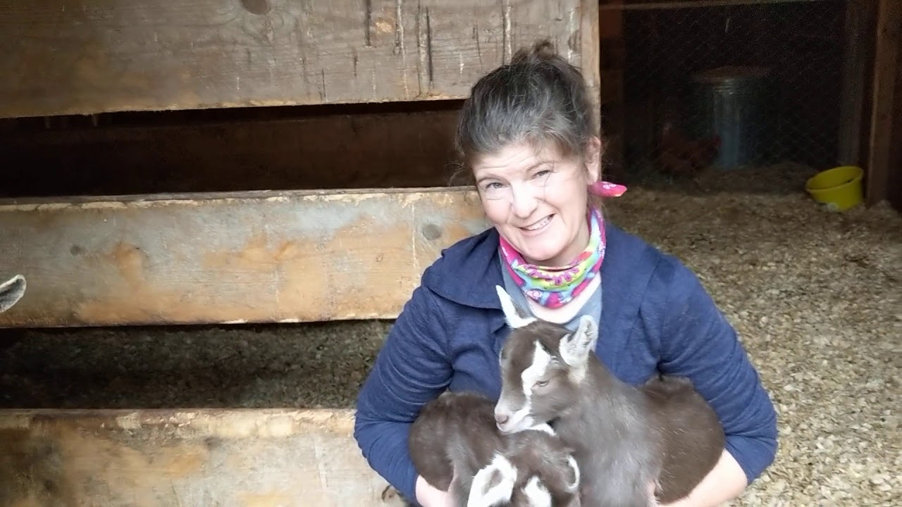 Good morning from Shelly's barn - YouTube