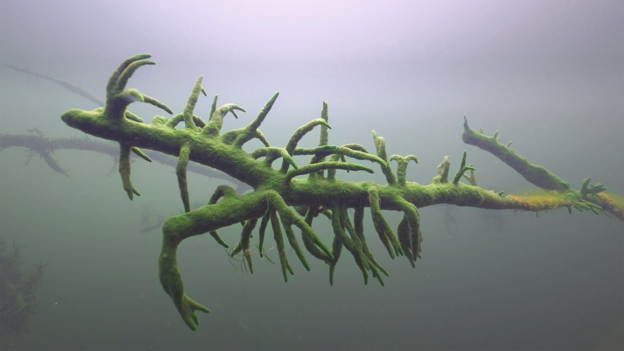 Fresh water sponge - Spongilla Lacustris - YouTube