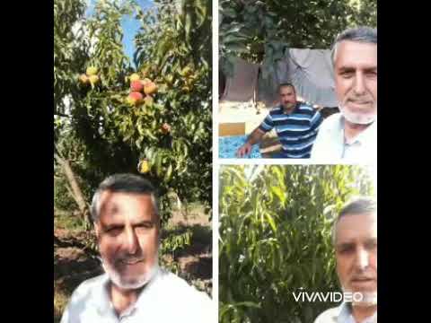 Orhan BALCI BÜLBÜLÜM AYRIYIM GONCA GÜLÜMDEN
