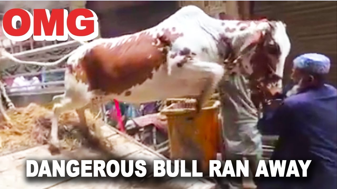 COW ran away COMPILATION | Bakra Eid 2018 latest - YouTube