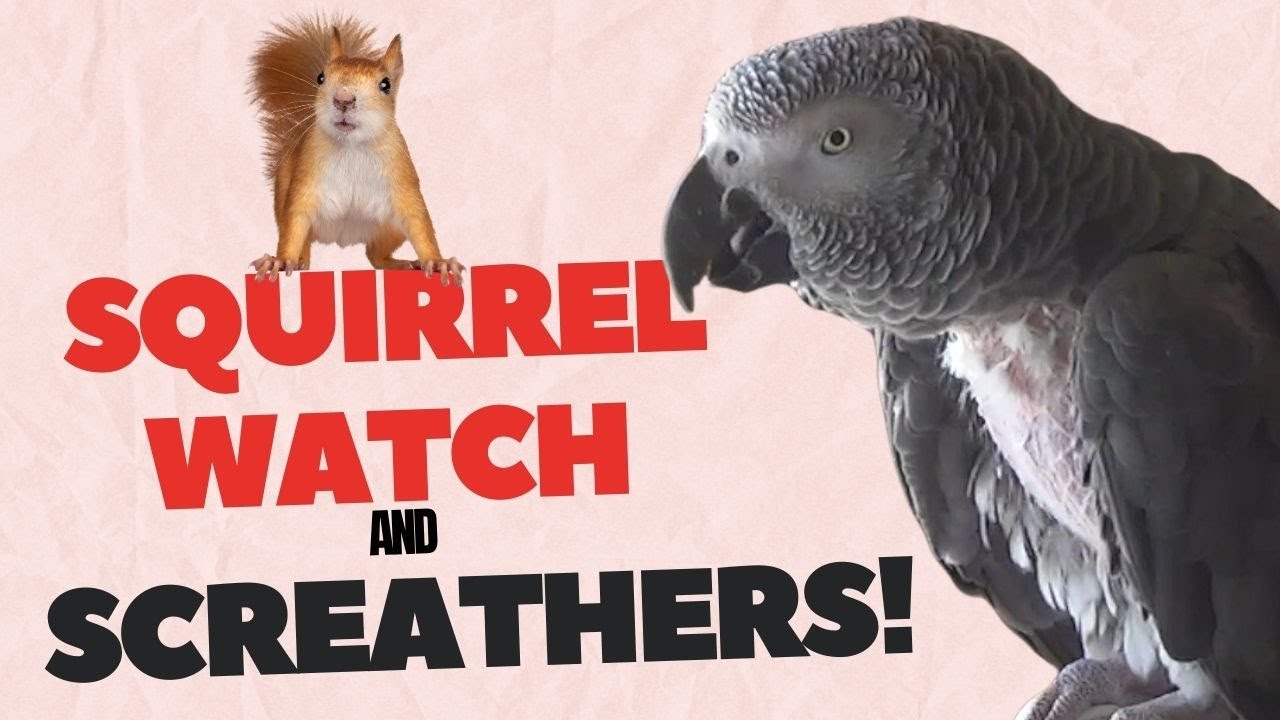 Squirrel Watch & Screathers! Einstein's Silly Chat - YouTube