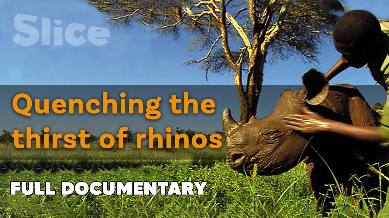 Saving rhinos from a devastating drought | SLICE | FULL DOCUMENTARY ...