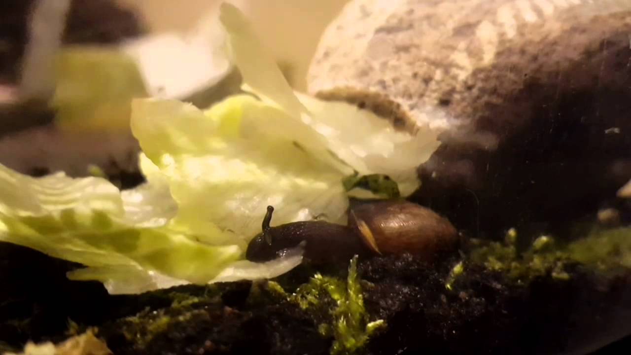 Snaily! - YouTube