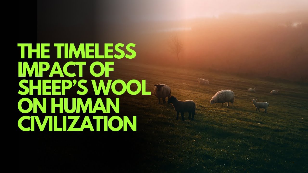 The Timeless Impact of Sheep’s Wool on Human Civilization - YouTube