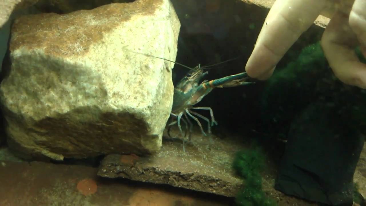 Crayfish Attack!!!! - YouTube