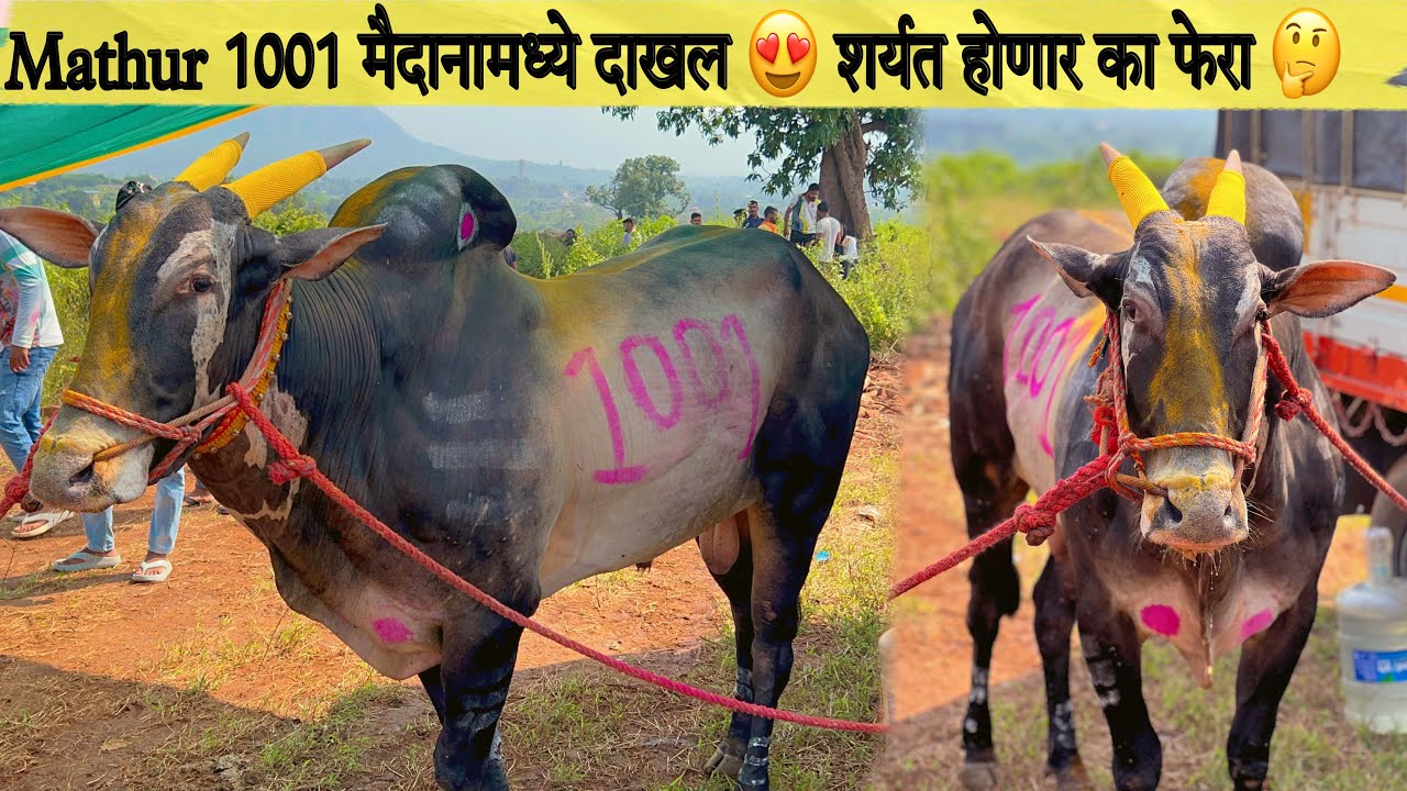 Mathur 1001 मैदानामध्ये दाखल 😍 शर्यत होणार का फेरा 🤔 #mathur1001 - YouTube