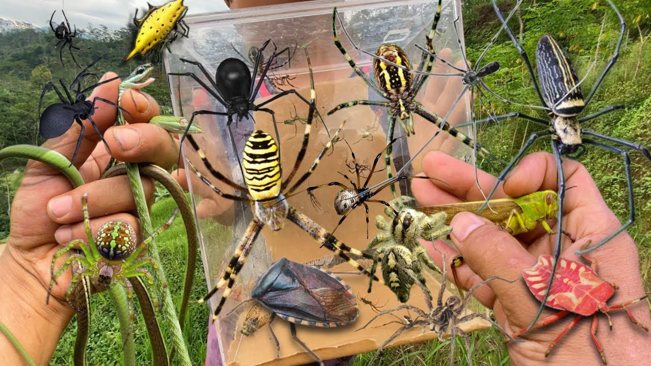 Hunting spiders along the river‼️weaver spider, jump spider, wolf ...