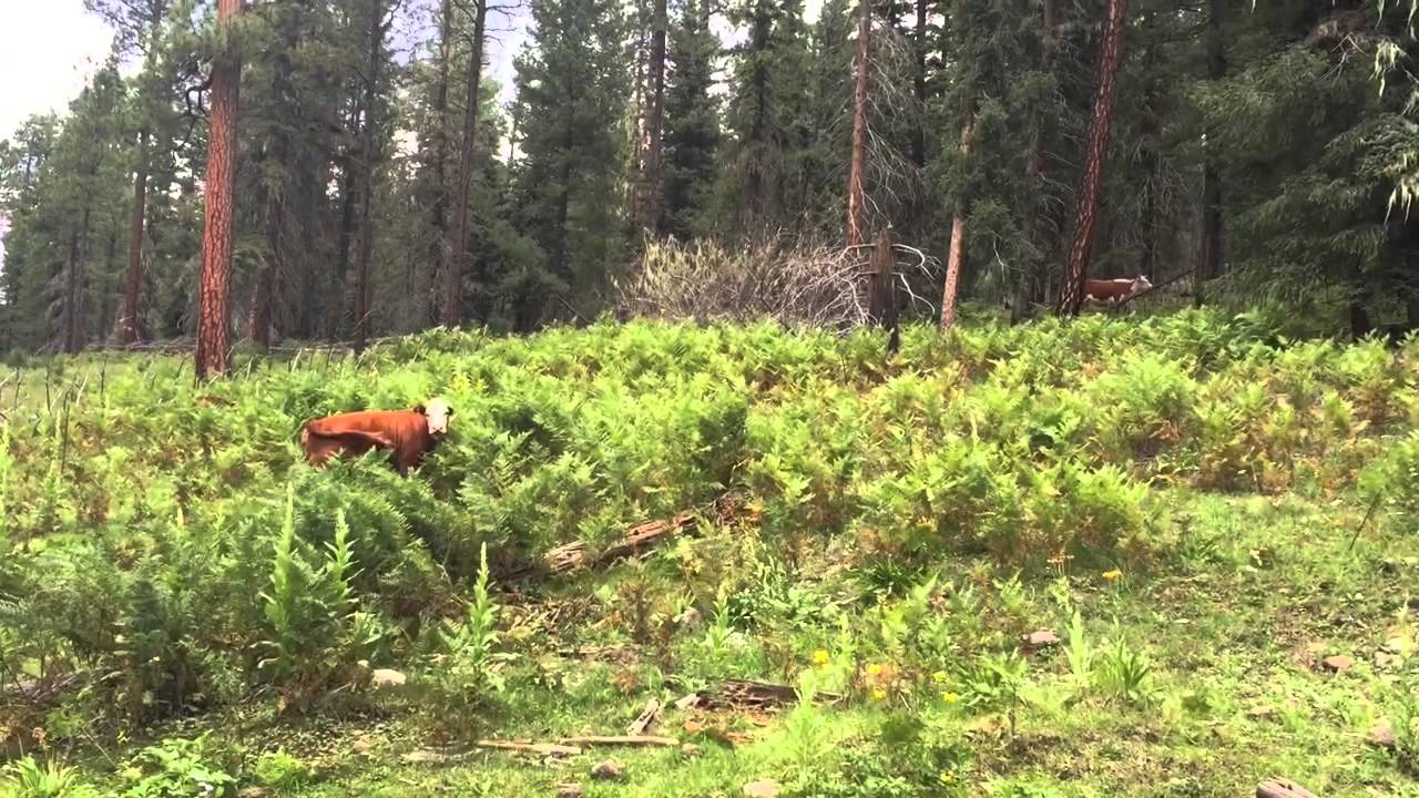 Cyclone Lake - YouTube