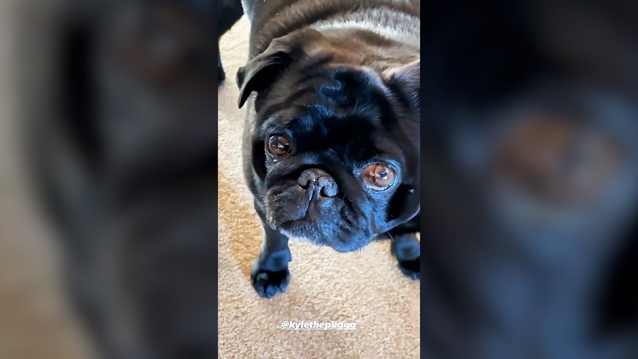 Kylo macht Auge😂 MontanaBlack Instagram Story - YouTube