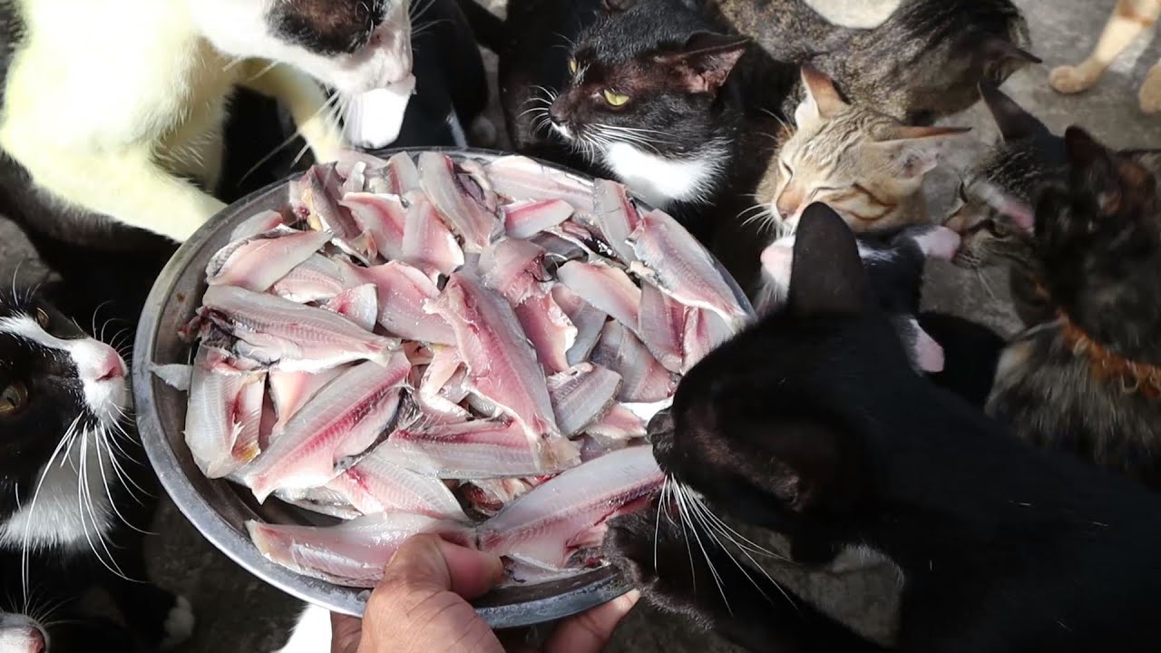 3:40 PM Feeding raw Fish | Kitten Eating raw fish | Hungry Cats eat ...