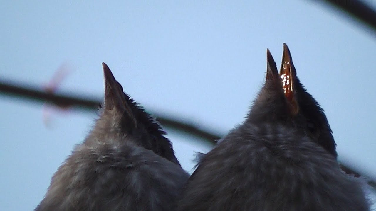 Red Wattlebird Chicks (• •) (• •) - YouTube