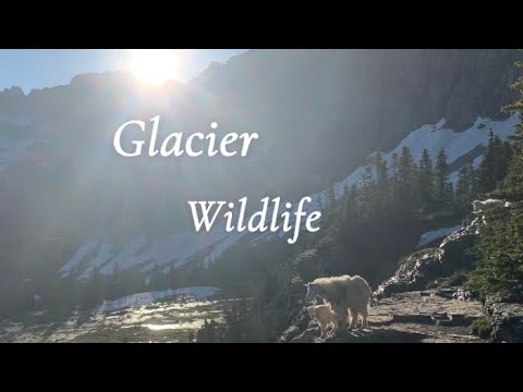Wildlife Encounters in Glacier National Park: compilation from a seasonal worker