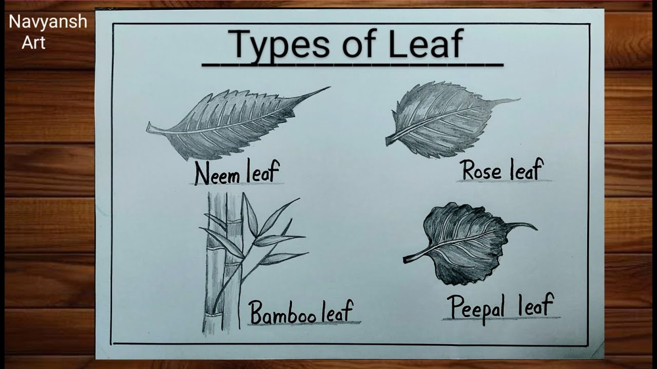 Drawing Shading Techniques For Leaves Pencil Shading Tips For Easily