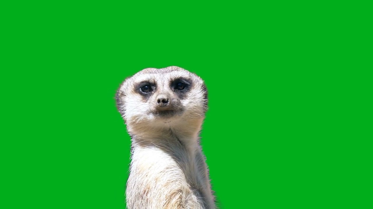 SURICATA pantalla verde [ Meerkat green screen ] 🐻 - YouTube