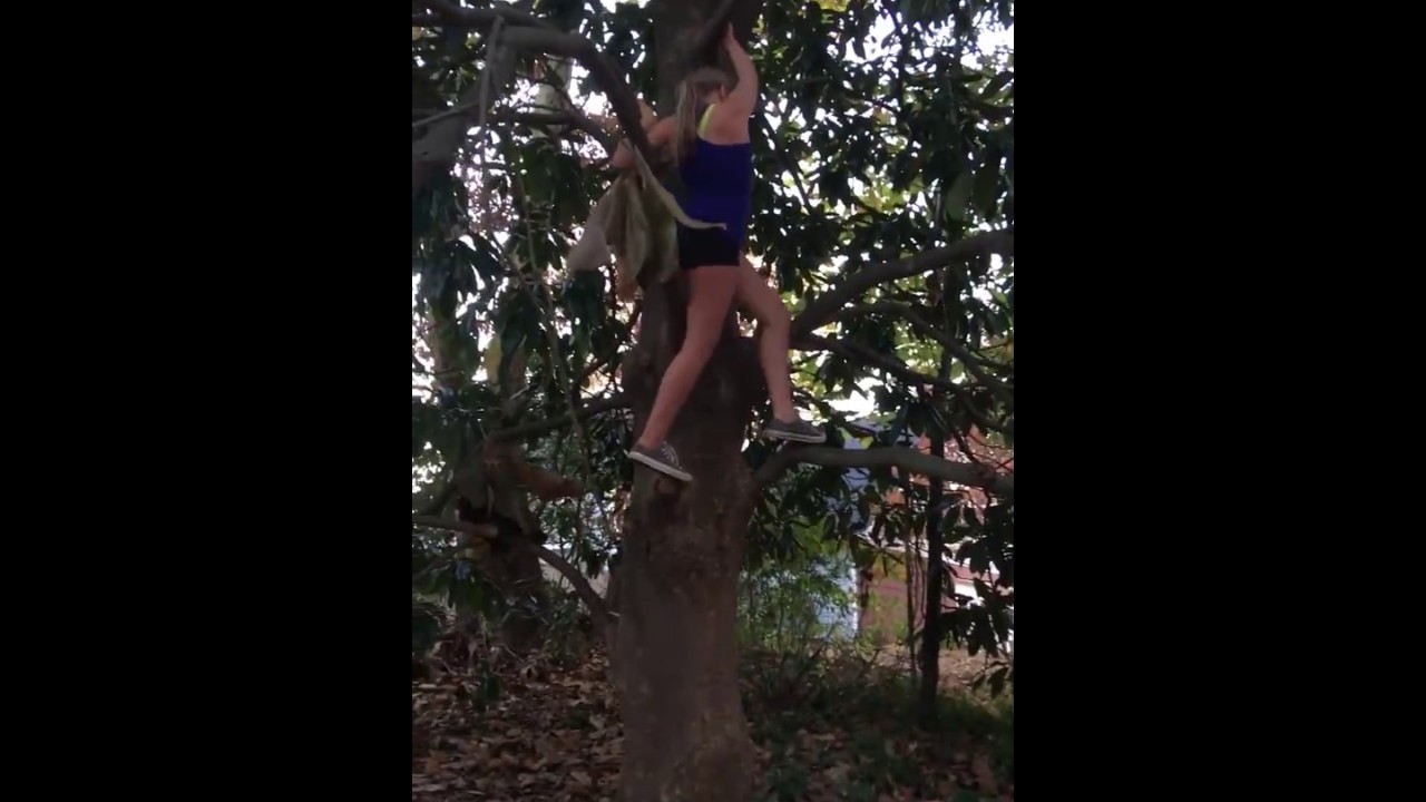 Walking down a tree branch - YouTube