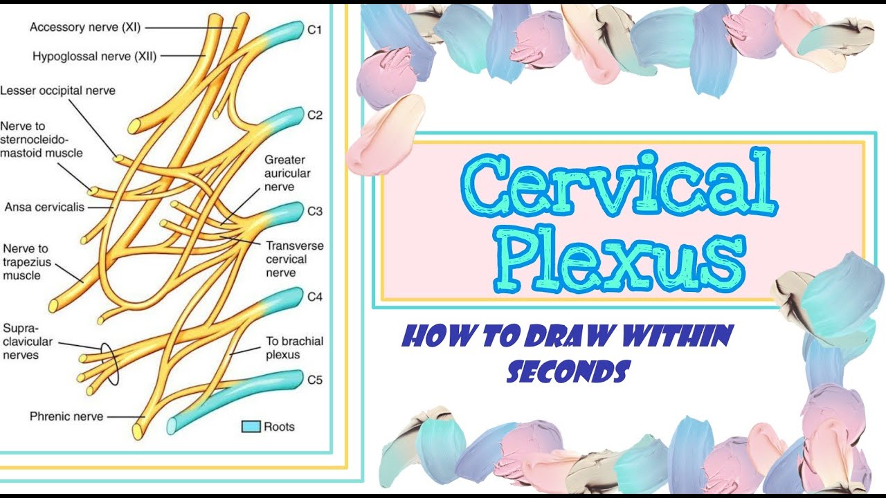 Draw Cervicle Plexus in Seconds | Draw Cervicle Plexus| How to Draw ...