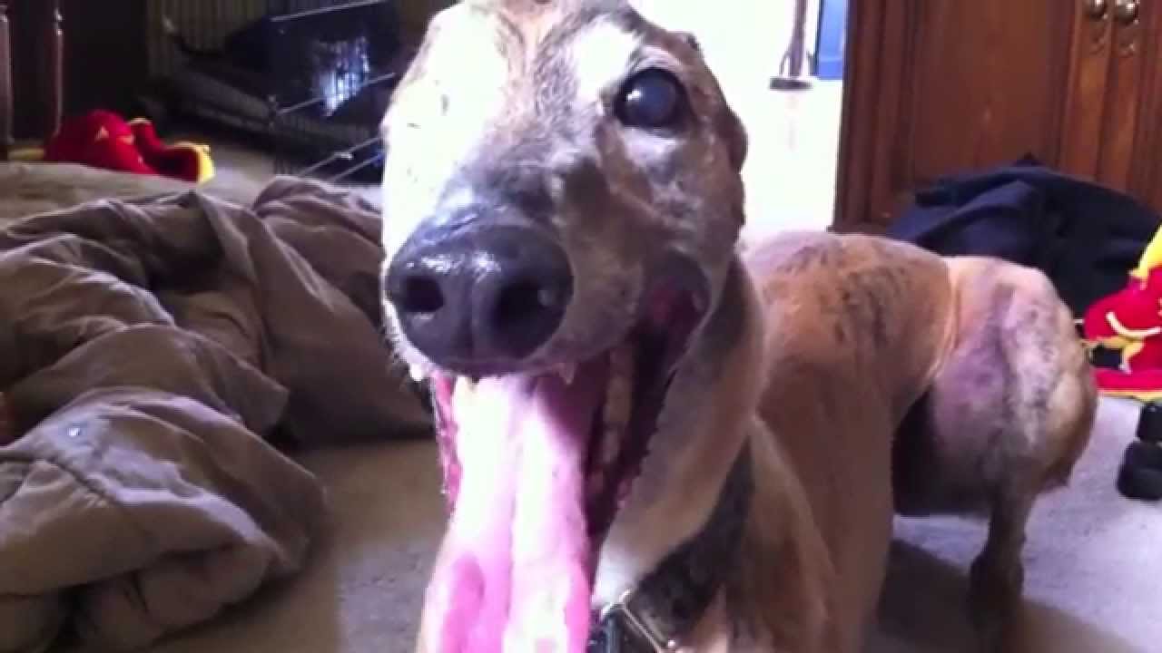 One eyed Greyhound does an impression of a Choo Choo Train ...