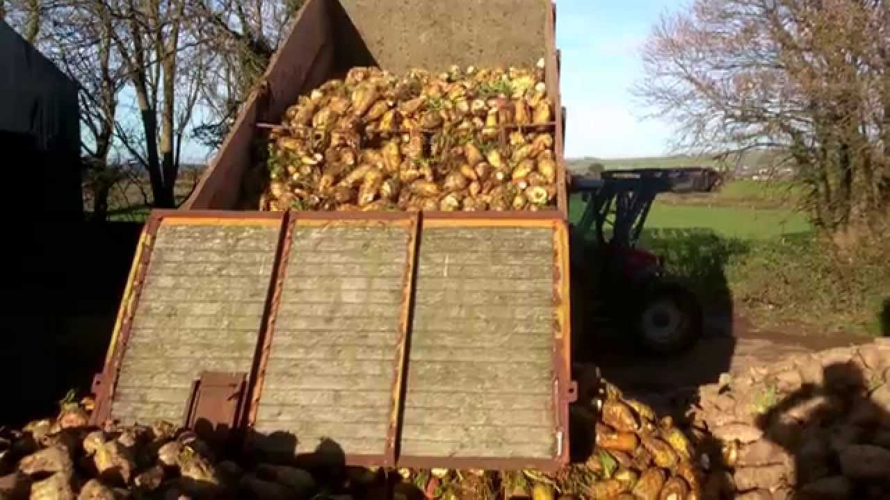 Fodder beet harvesting - YouTube
