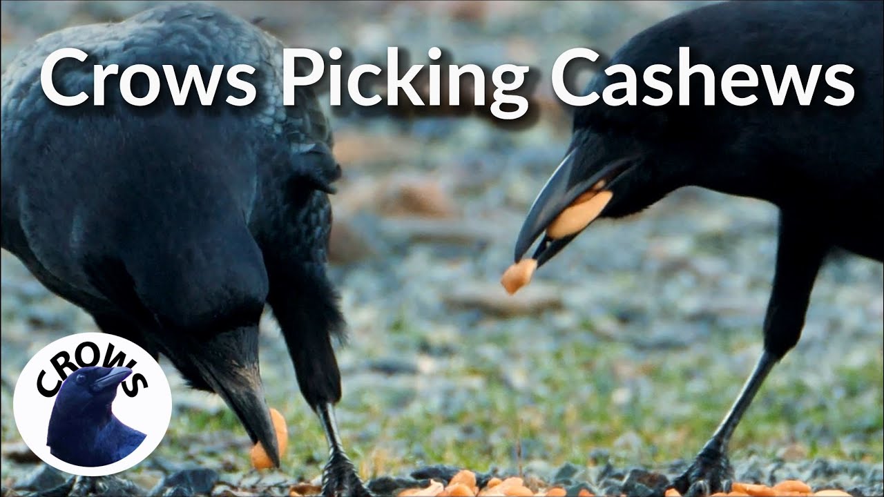 Crows Pick Out Cashews From Turkey - YouTube