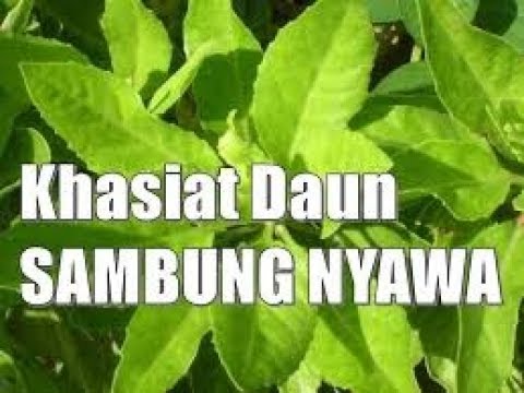 INILAH!! 12 Manfaat Daun Sambung Nyawa dan Caranya - YouTube