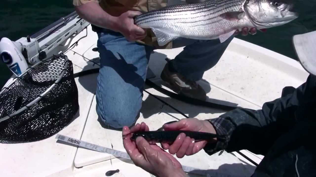Using a Live Bait Rig with the T-Turn for Stripers - YouTube