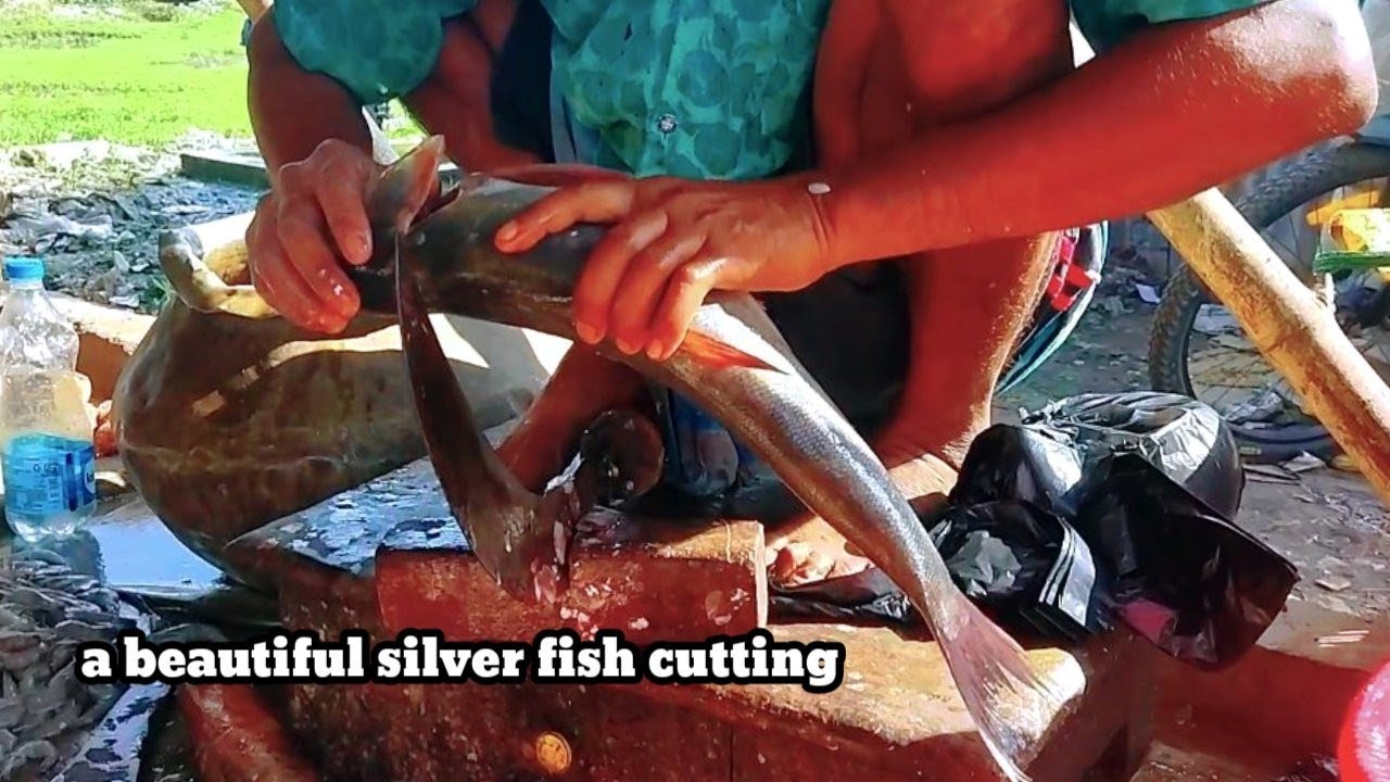 A beautiful Big silver fish cutting.carp fish cutting.সিলভার মাছ কাটা।# ...