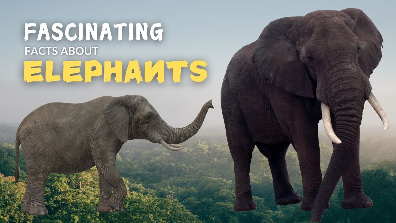 10 Fascinating facts about Elephants - YouTube