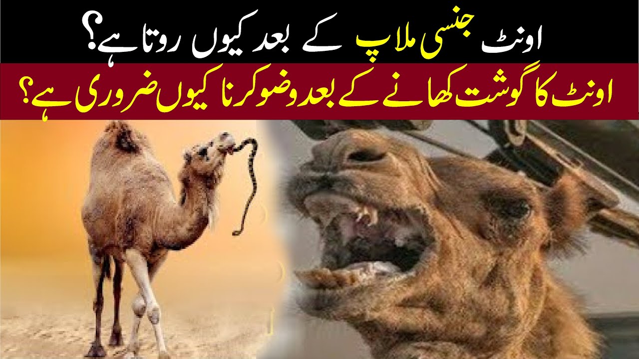 Why Does a Camel Cry After Eating a Snake? گوشت کھانے کے بعد وضو کرنا ...