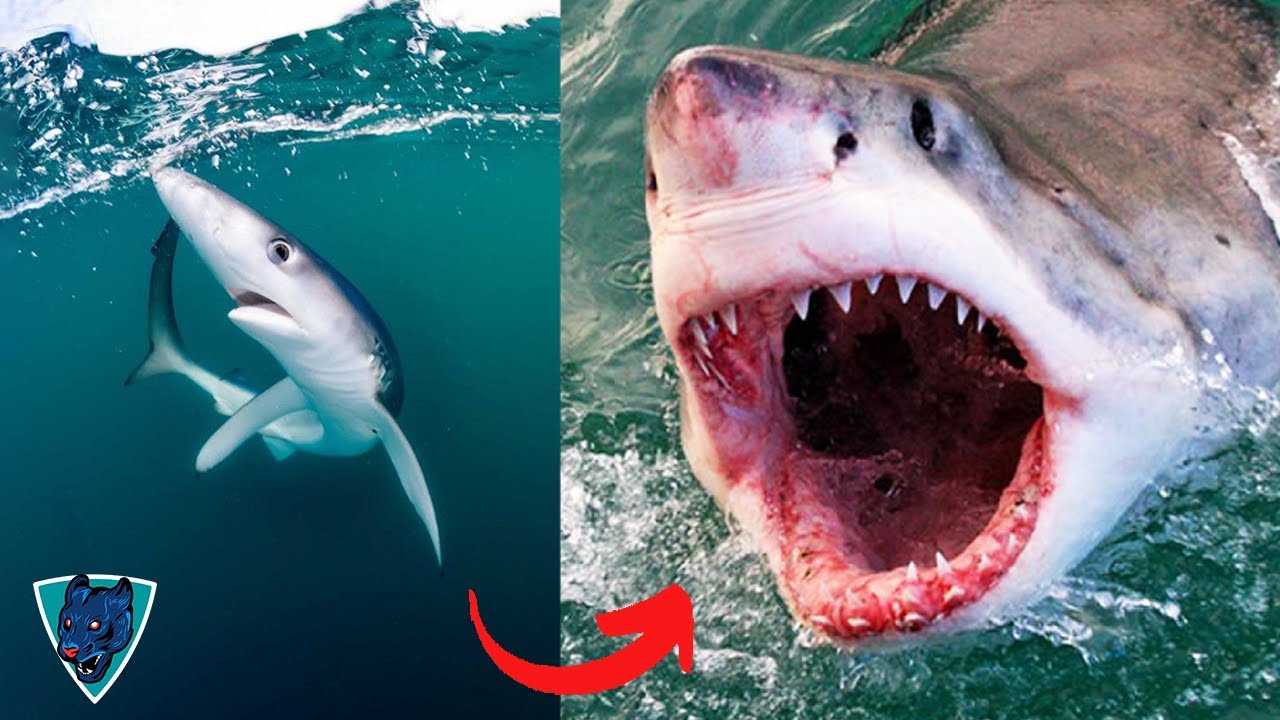 Beast Transformation - Baby Cute Animals Transformation - YouTube