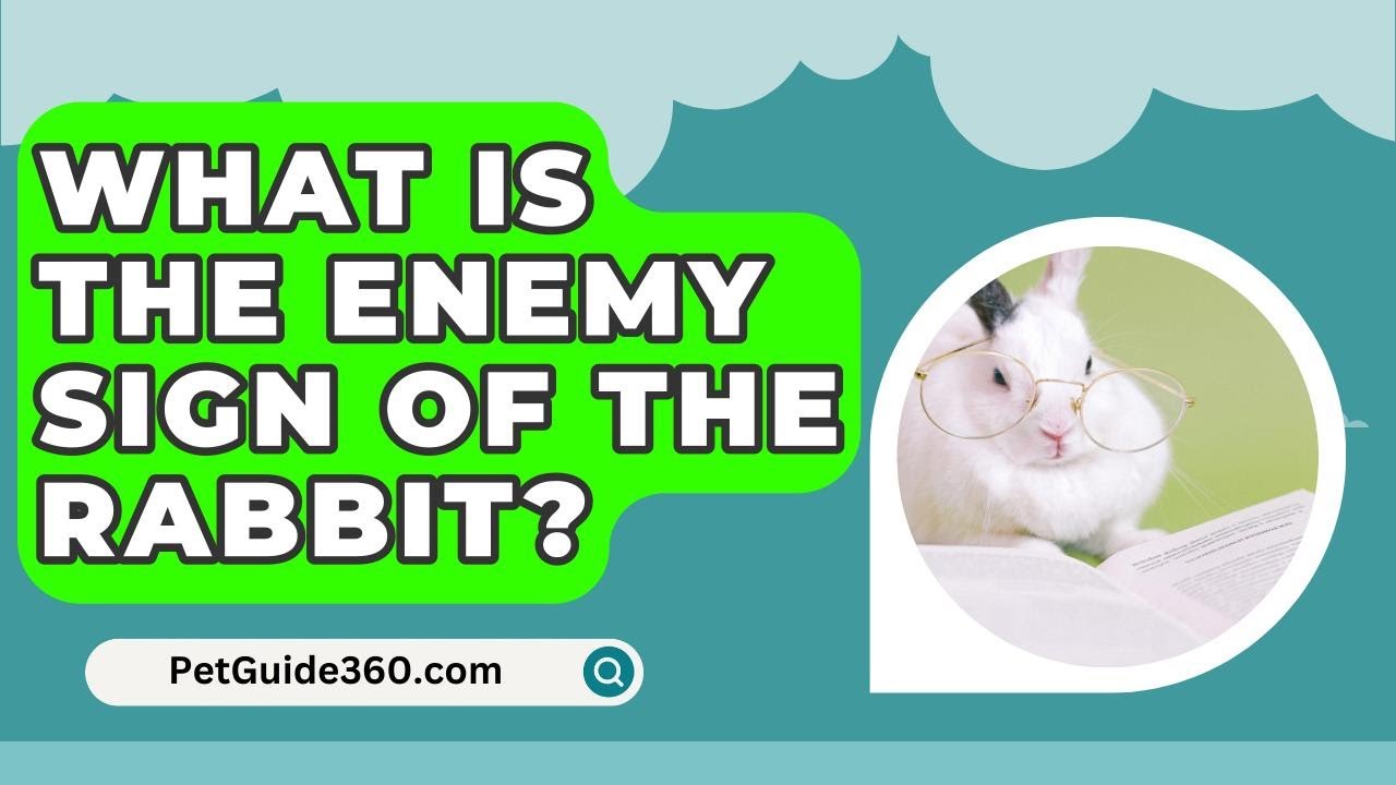 What Is The Enemy Sign Of The Rabbit? - PetGuide360.com - YouTube