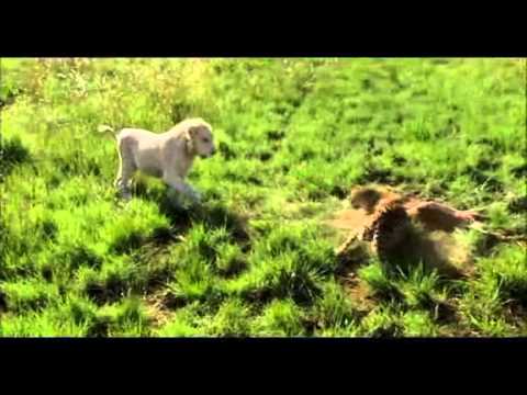 WHITE LION 2010 Full HD Trailer - YouTube