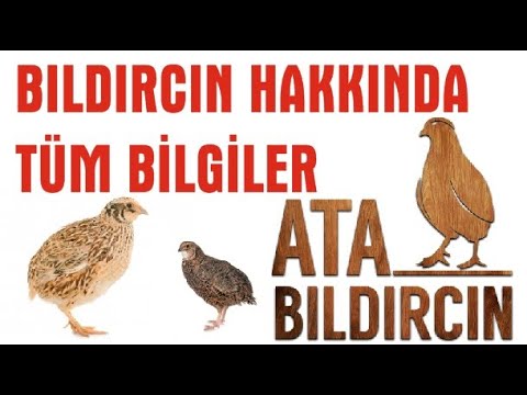 BILDIRCIN HAKKINDA TÜM BİLGİLER - YouTube