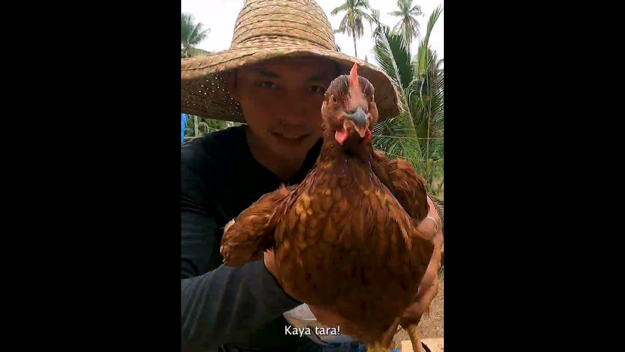 44-000-pes0s-w0rth-of-free-range-chlckens-s0id-in-1-day-youtube