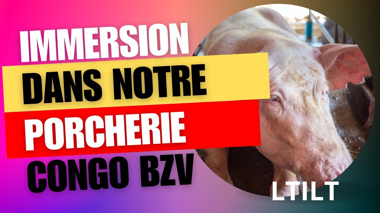 Immersion dans notre Porcherie :Allaitement, Accouplement et Repas des ...