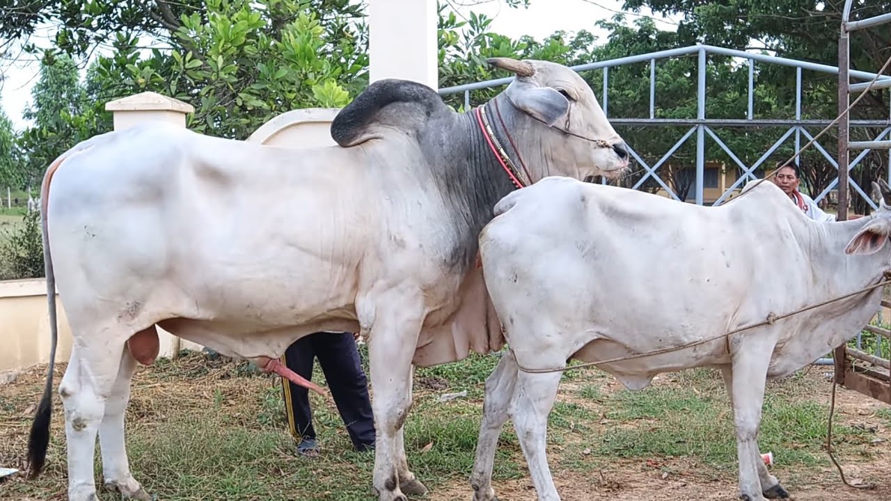 Cambodia Bull Is Famous New First time Cow ka Video - YouTube