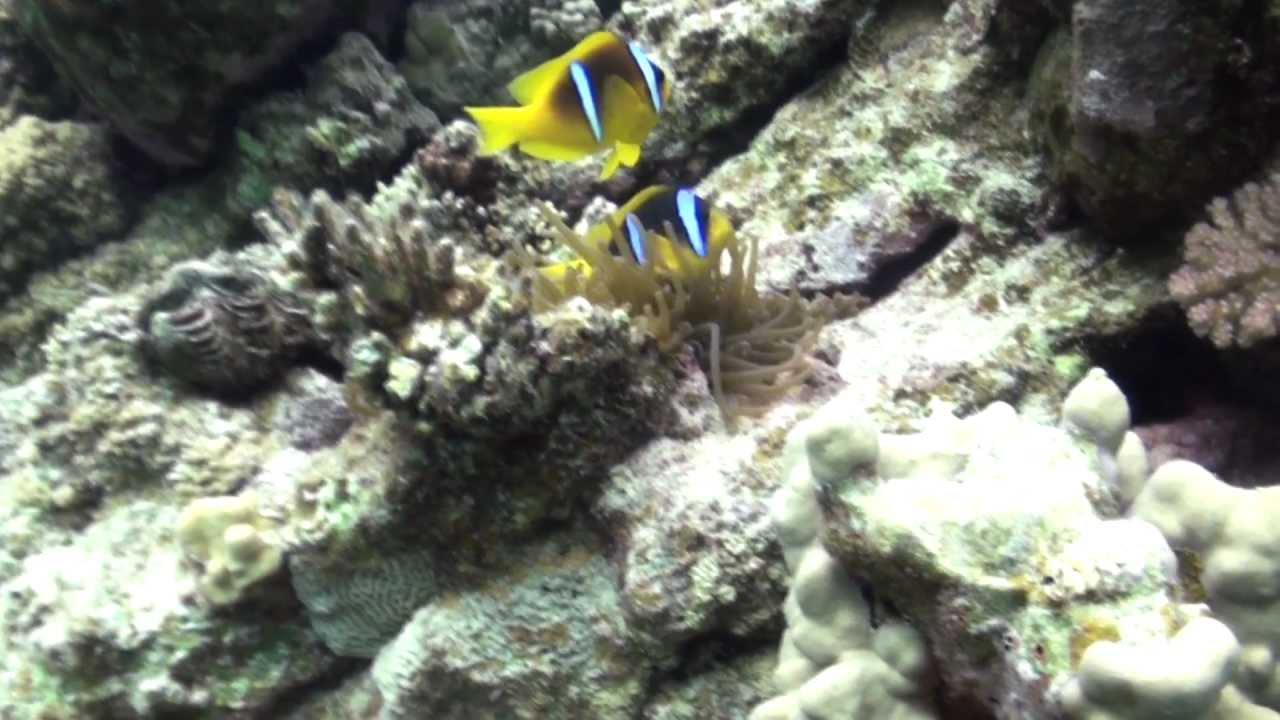 Reef Dweller - YouTube