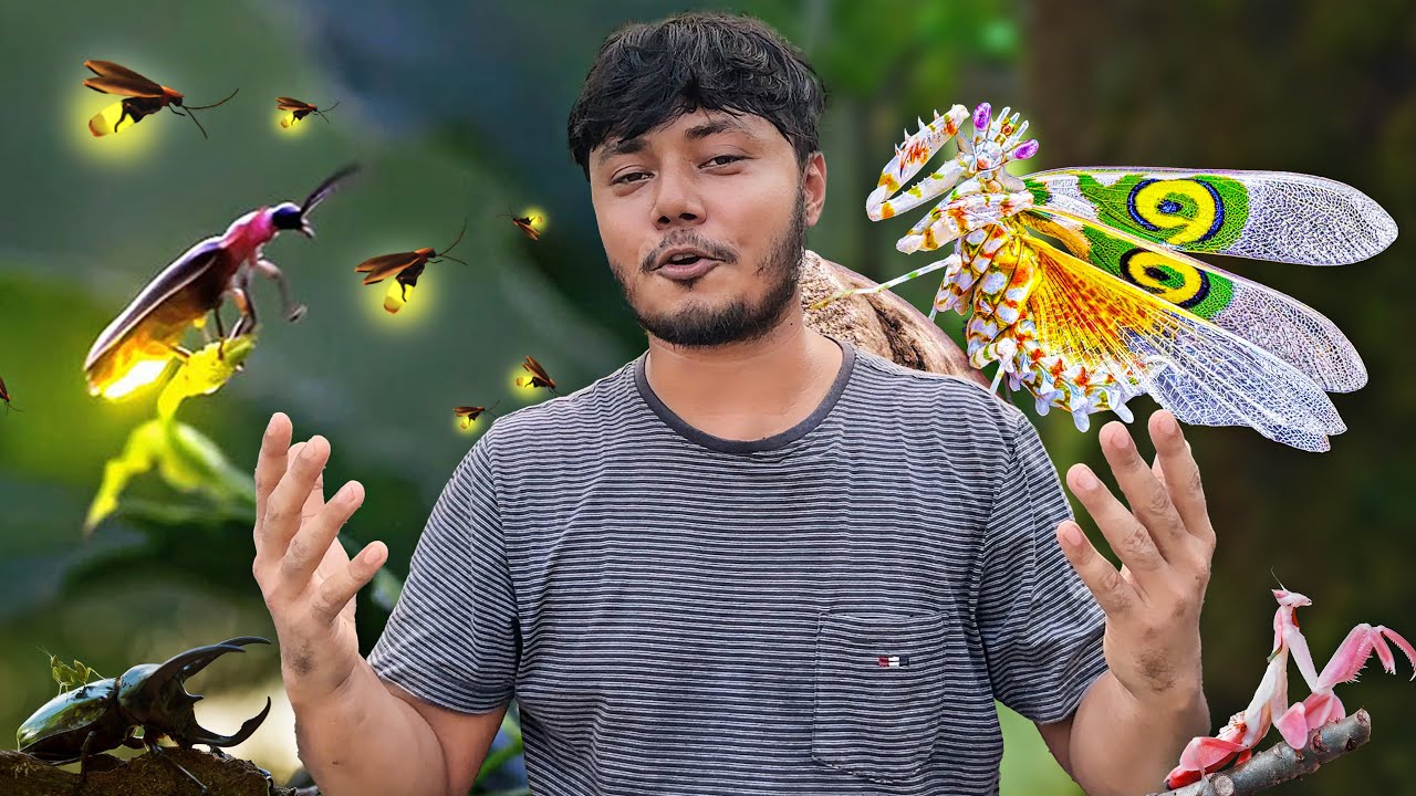 জোনাকি পোকা এবং প্রজাপতি পালবো আমি 😍 - YouTube