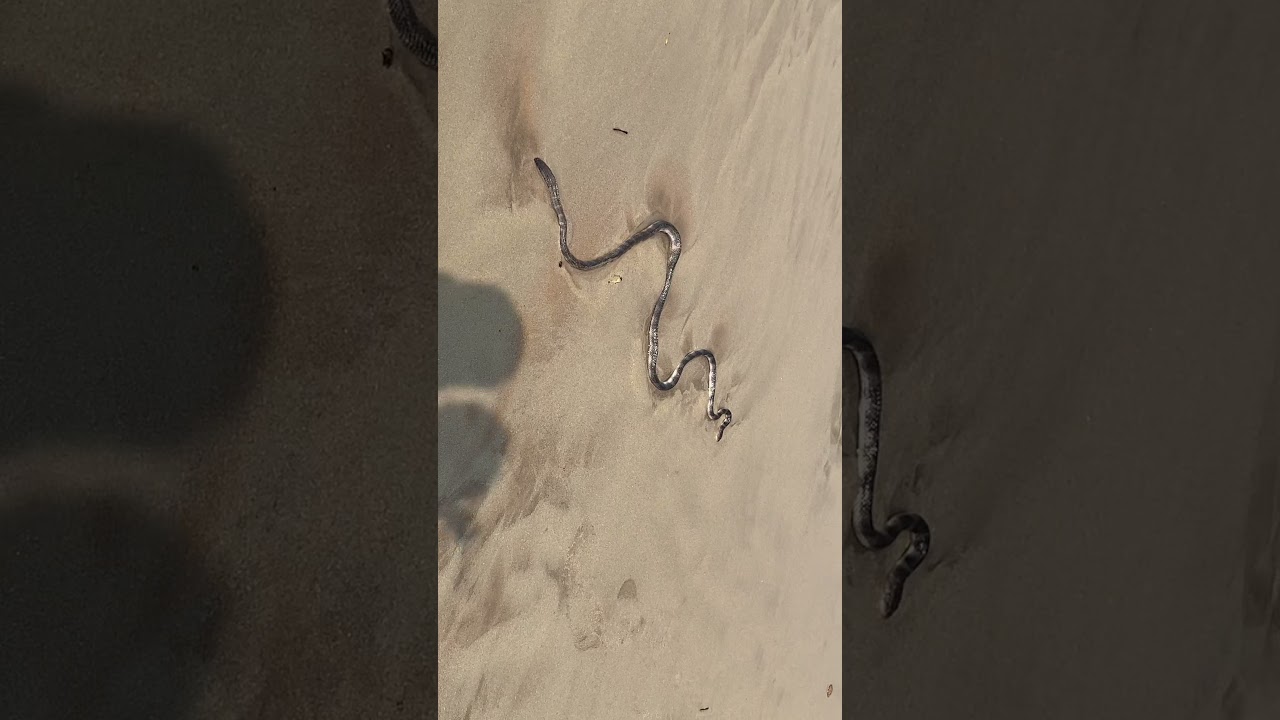 Goa sea snake 🐍 - YouTube
