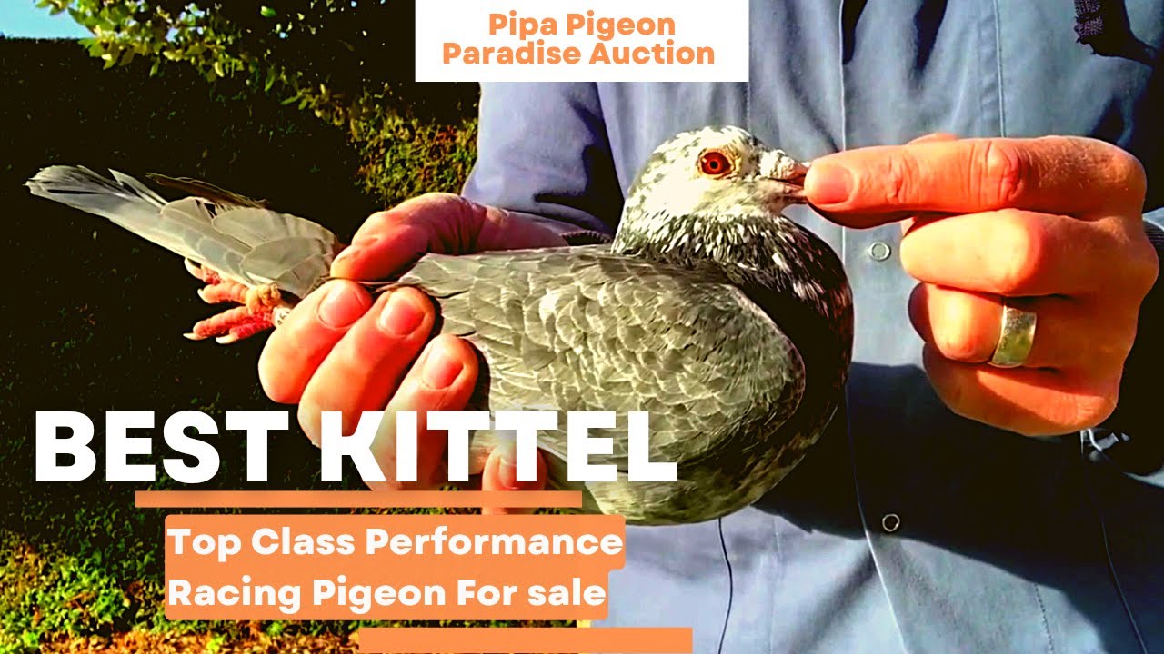 Shaun McDonough Worlds Famous Racing Pigeons Fancier | Best Kittel ...