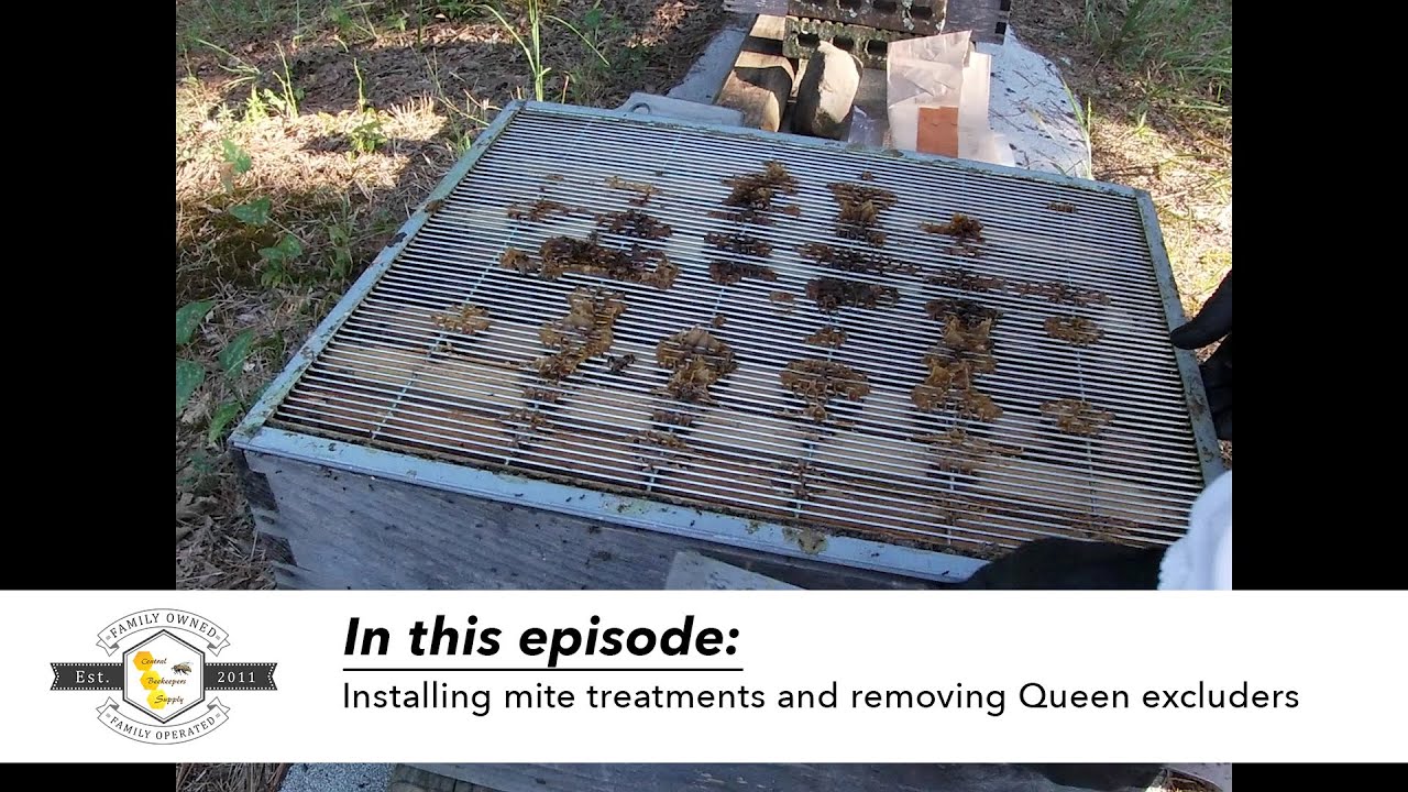 🐝Mite treatment and removing Queen excluders! 🐝👑(Hive maintenance ...