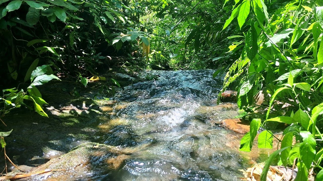 Relaxing RUNNING Stream Sound/Mountain River Sound/Forest Sound/Nature ...