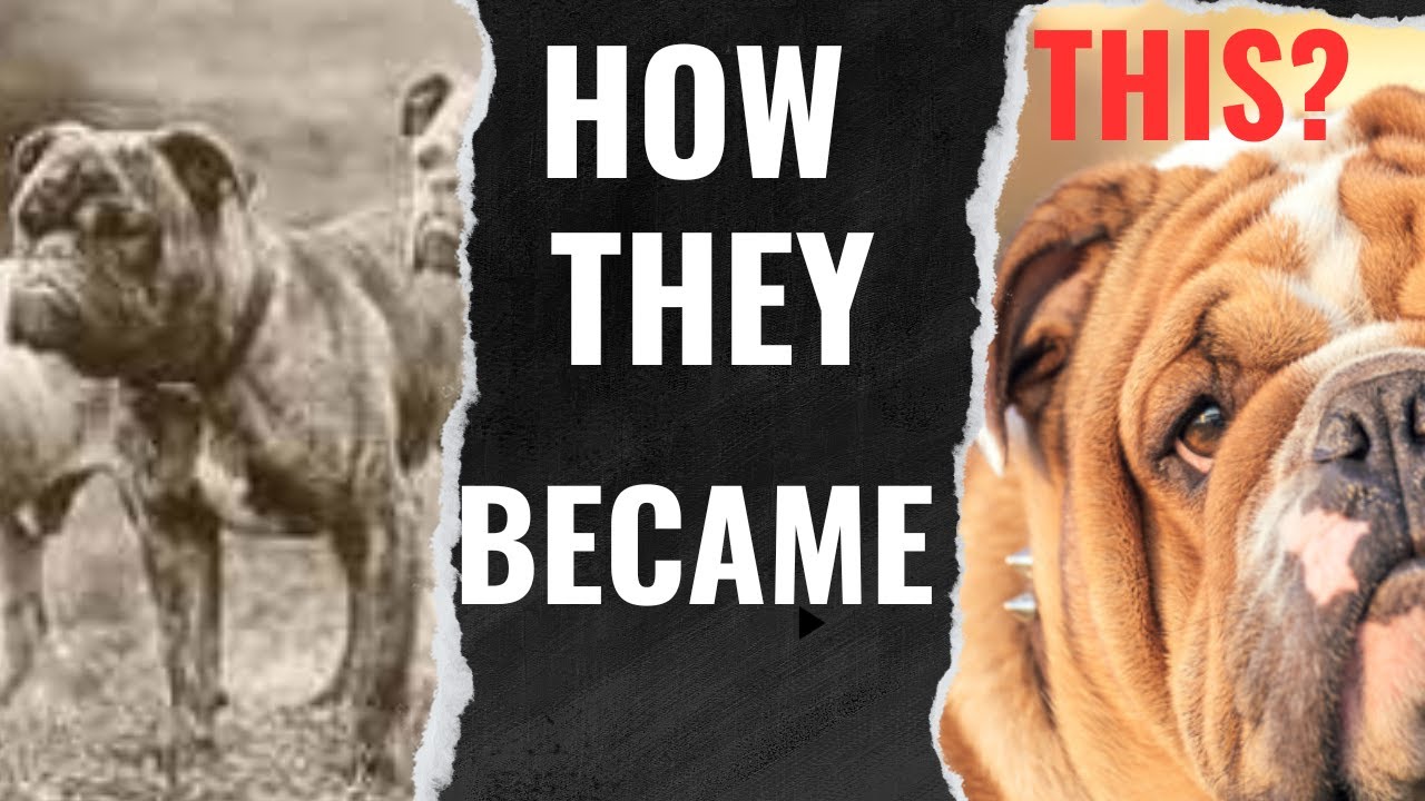 How the rock-hard Old Englisg Bulldog became the"New English Bulldog ...