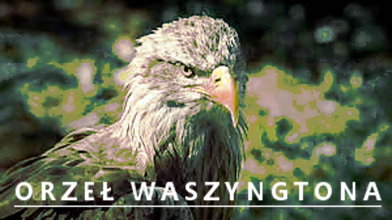 119# Kryptozoologia - Orzeł Waszyngtona - YouTube