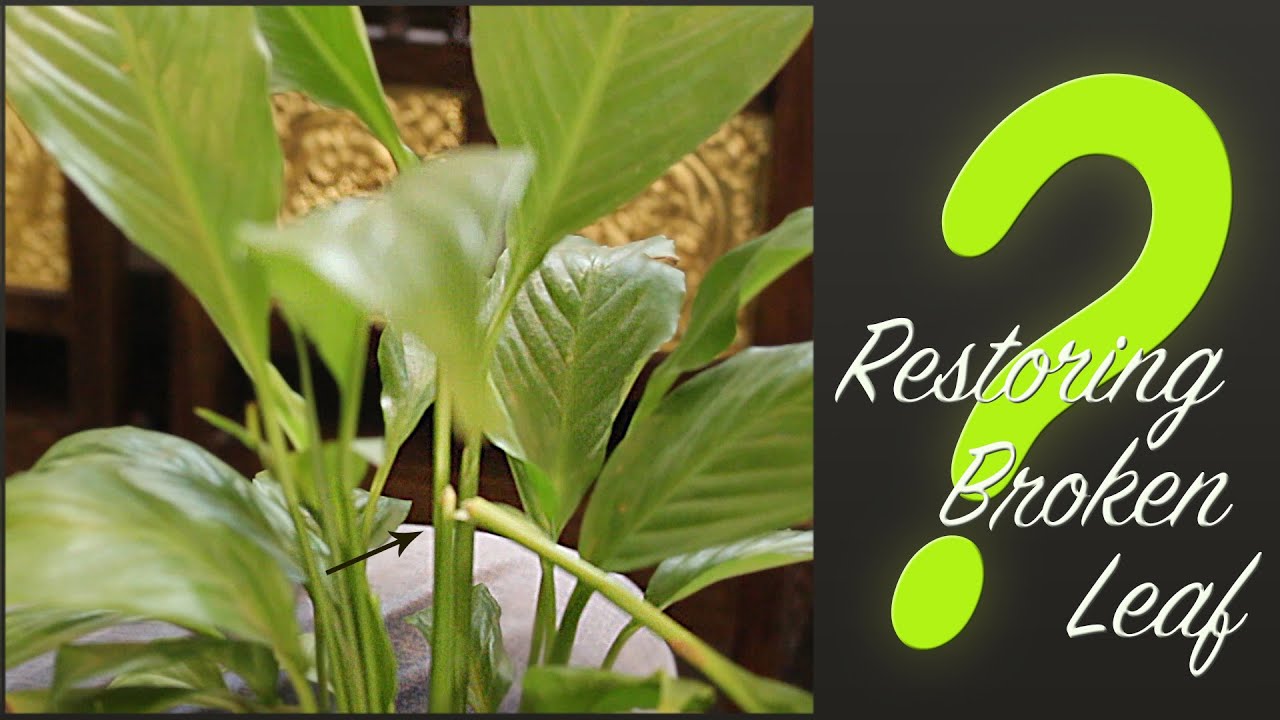 Indoor Plant , Broken leaf - தமிழ் with English subtitle - YouTube