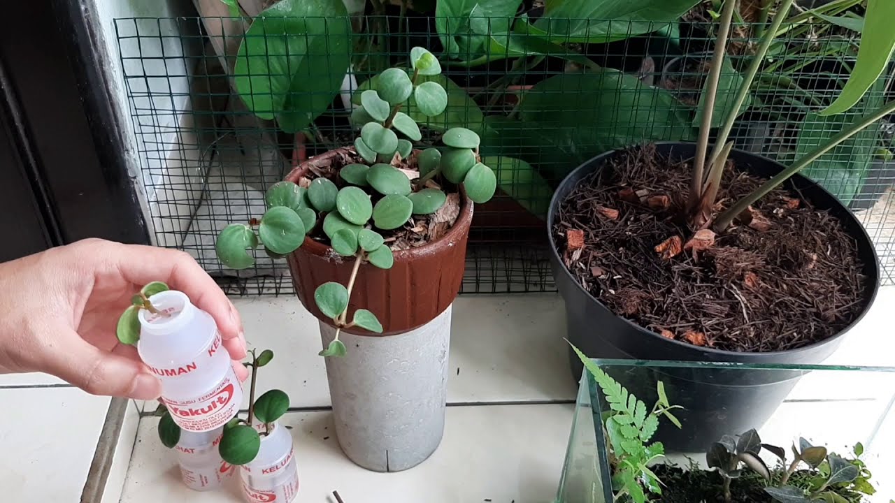 Perbanyak Peperomia Hope - Cutting - Propagation - YouTube