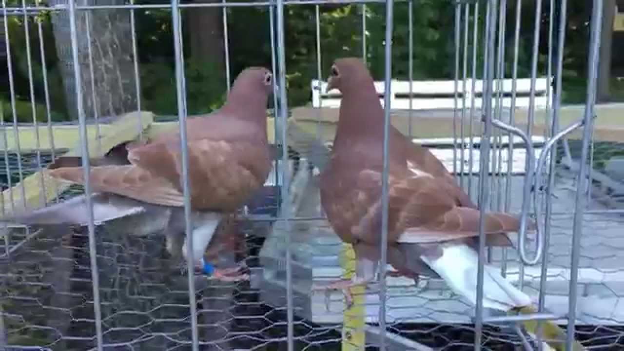 Recessive Red Meuleman Pigeons. July 26, 2015 - YouTube