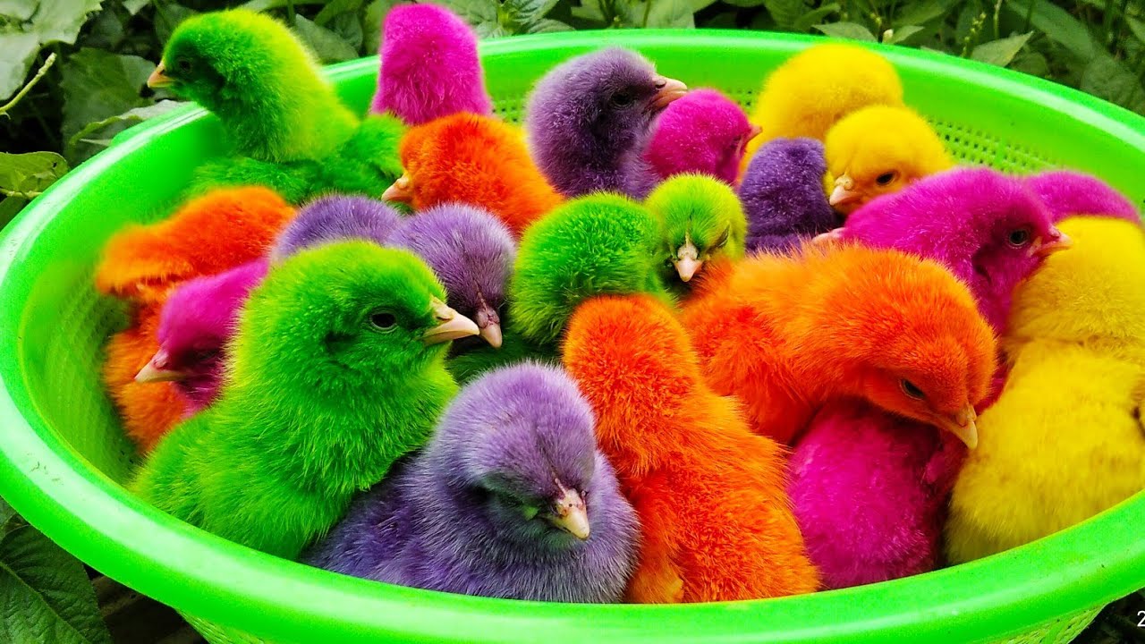 menangkap ayam lucu warna warni, menemukan ikan hias, menangkap marmut ...